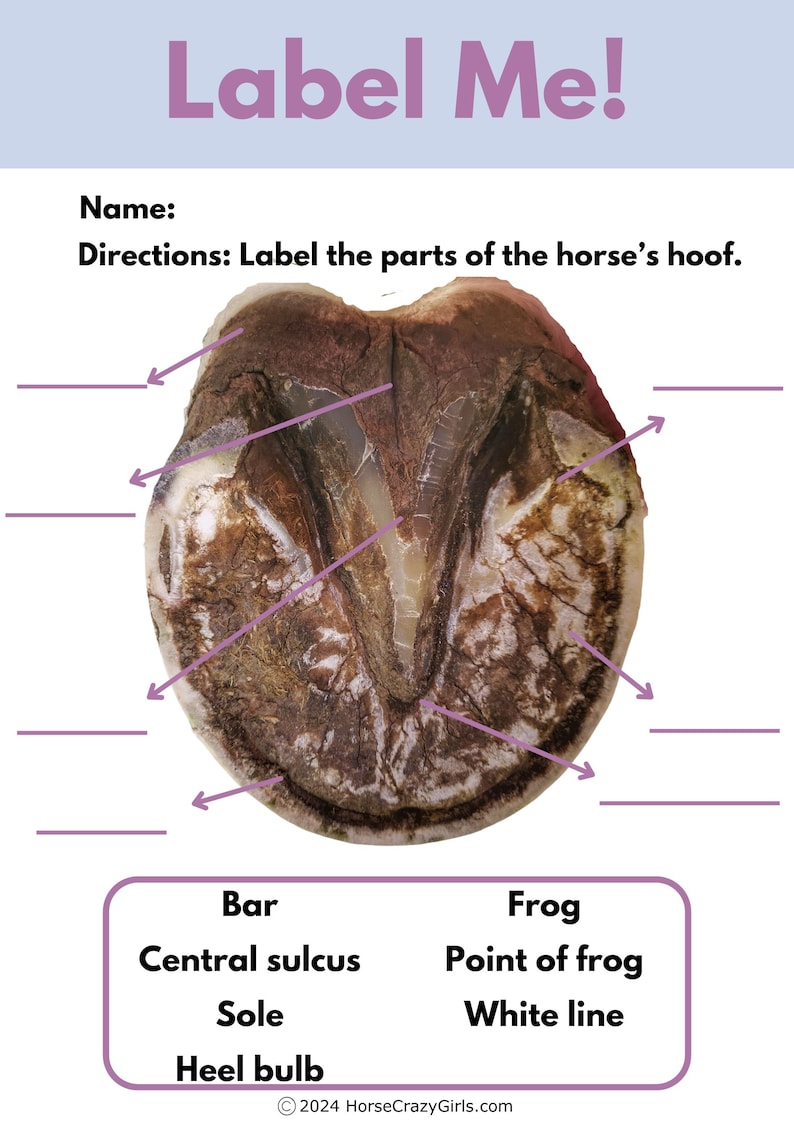 4 Label the Hoof/parts of the Horse's Leg Worksheets - Etsy