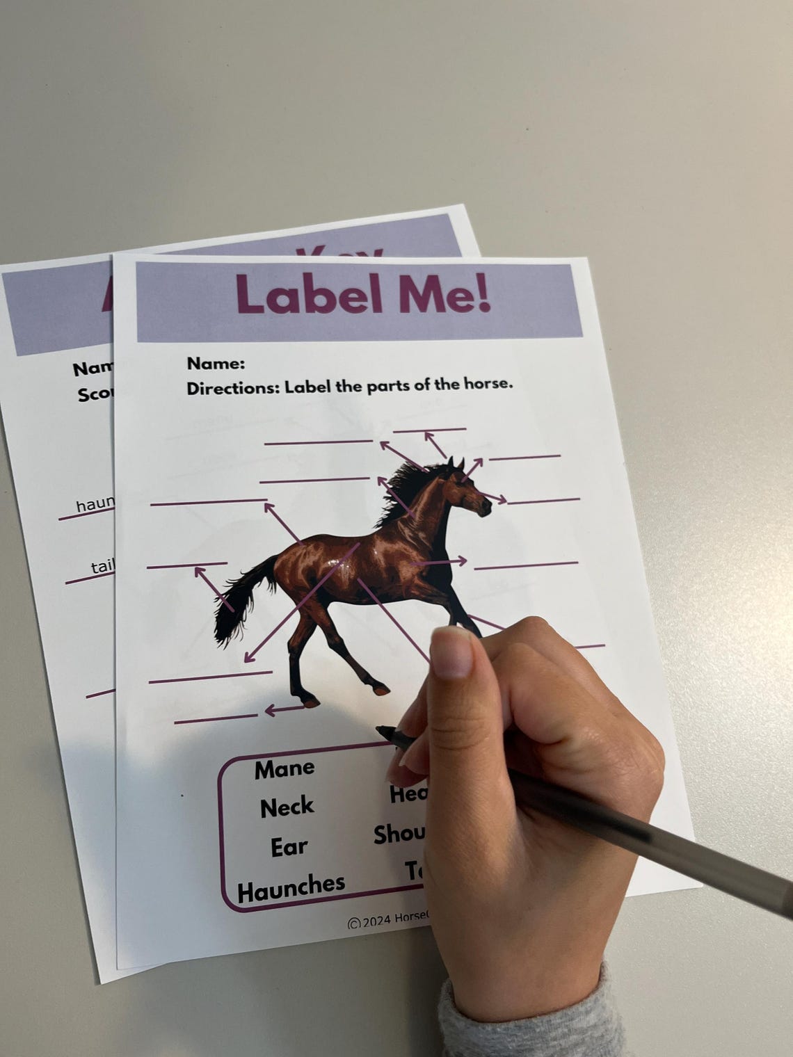 Label the Parts of the Horse 4 Worksheets - Etsy Canada