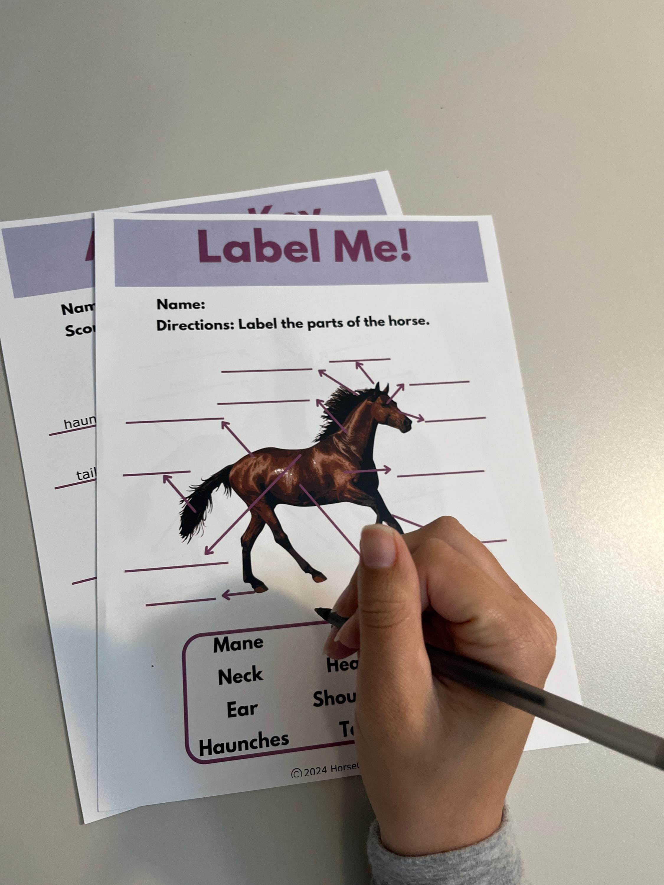 Label the Parts of the Horse 4 Worksheets - Etsy Canada