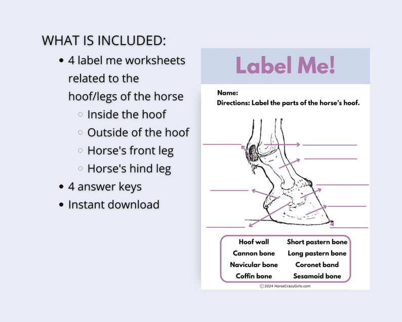 Label the Horse Hoof and Parts of the Leg Worksheets, Horse Camp ...