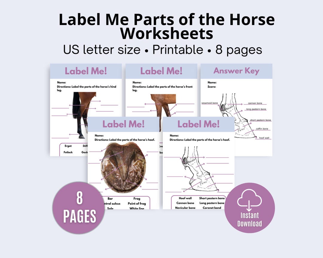 Label the Horse Hoof and Parts of the Leg Worksheets, Horse Camp ...