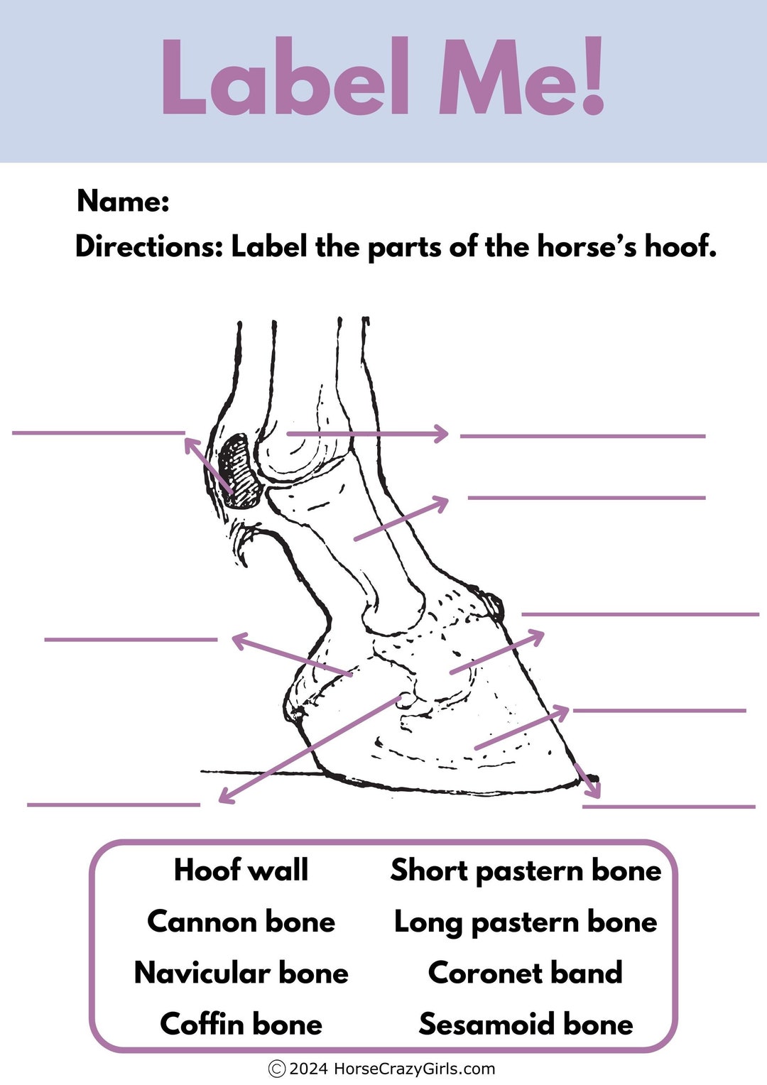 4 Label the Hoof/parts of the Horse's Leg Worksheets - Etsy Australia