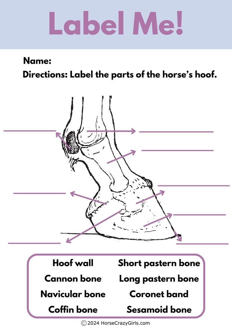 4 Label the Hoof/parts of the Horse's Leg Worksheets - Etsy
