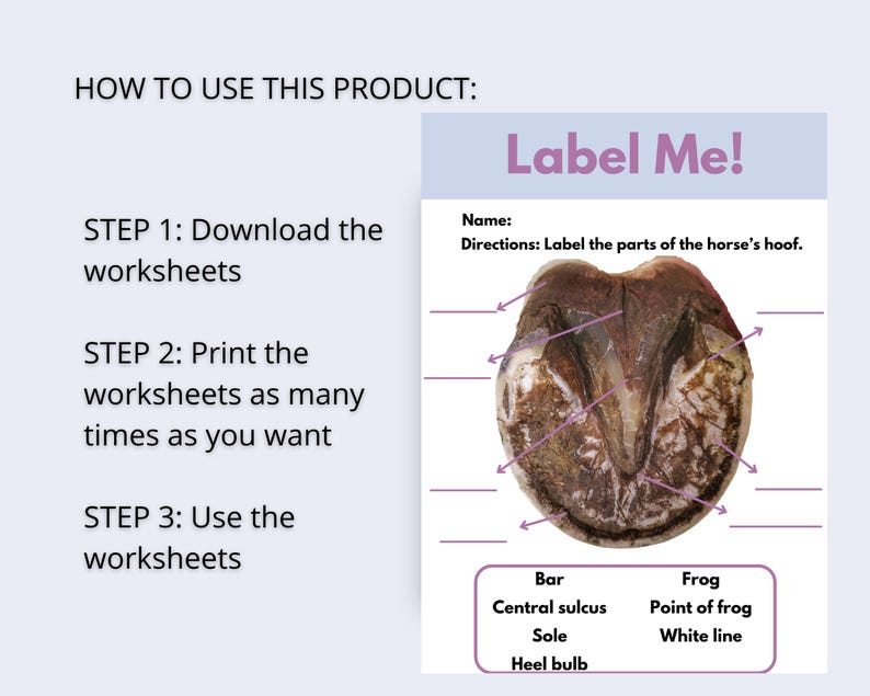 Label the Horse Hoof and Parts of the Leg Worksheets, Horse Camp ...