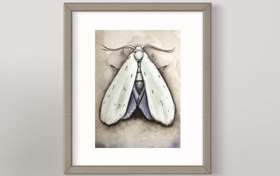 Albino Moth - Etsy