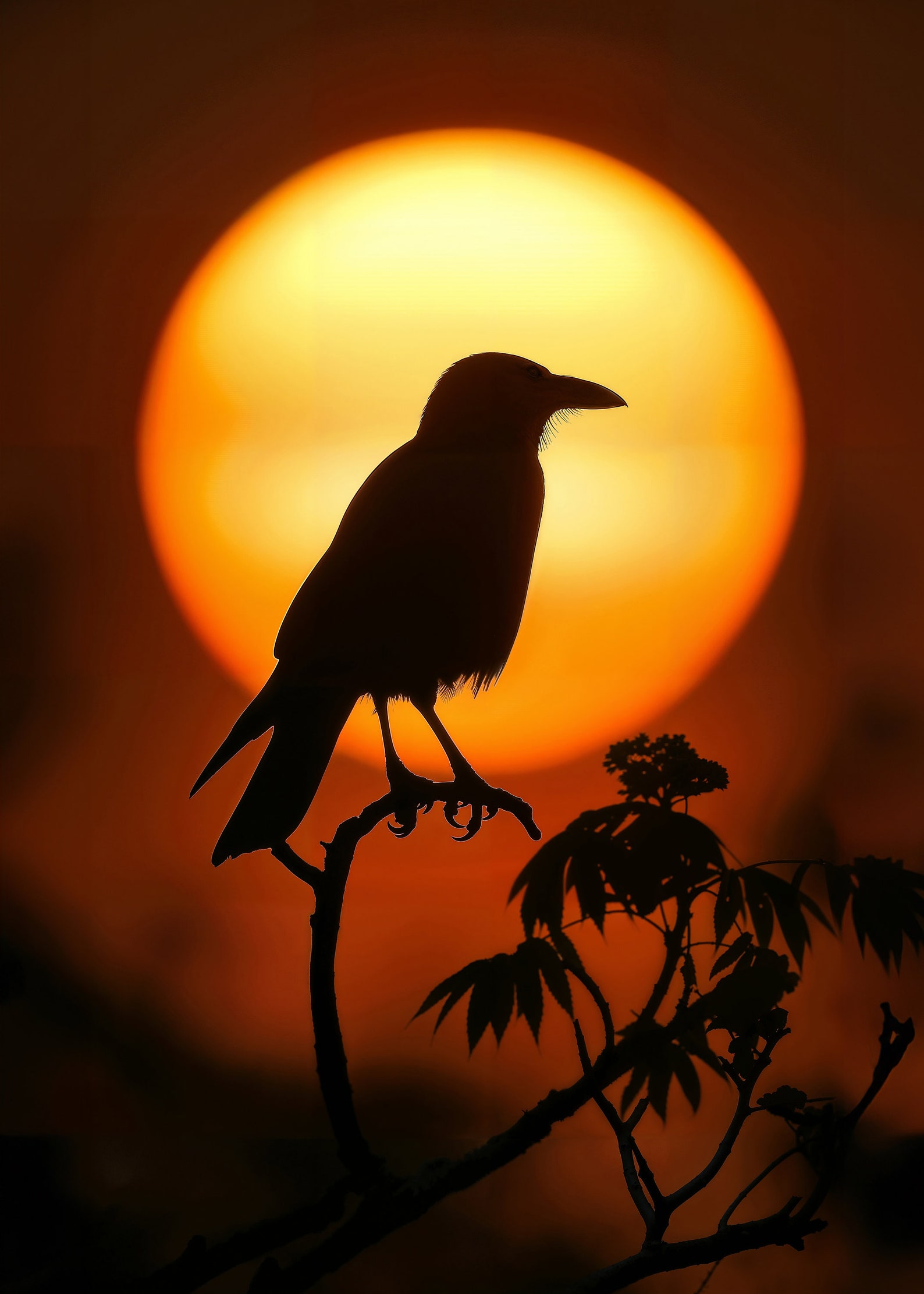 Crow Silhouette, Digital Download, Digital Art, Downloadable Art, Wall ...