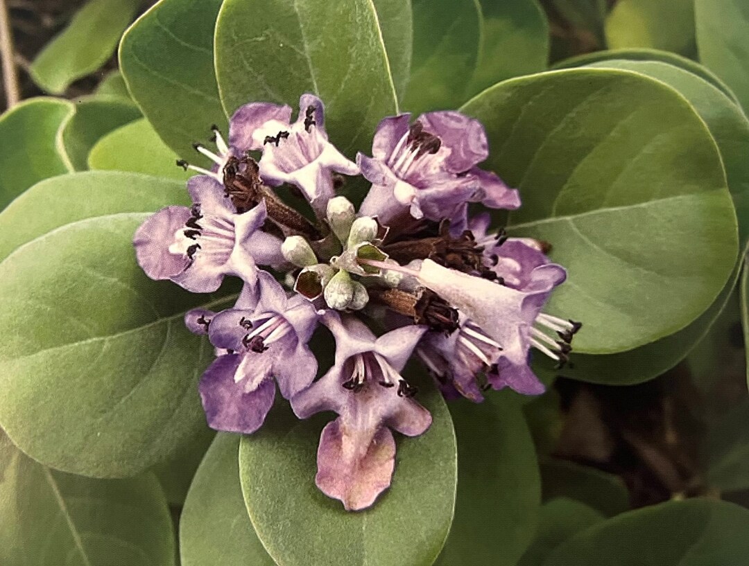 20 Pohinahina Seeds - Etsy