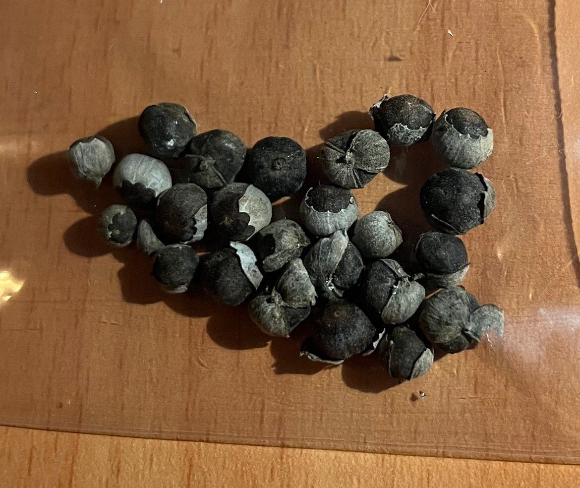 20 Pohinahina Seeds - Etsy