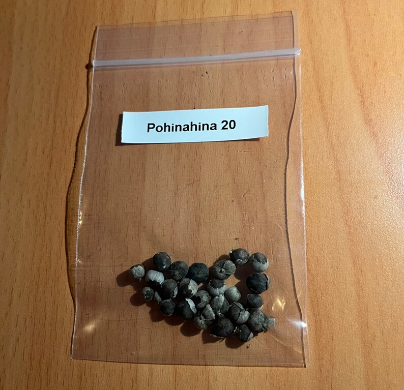 20 Pohinahina Seeds - Etsy