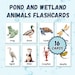 Pond & Wetland Animal Flashcards: Montessori Nature Learning (PDF ...