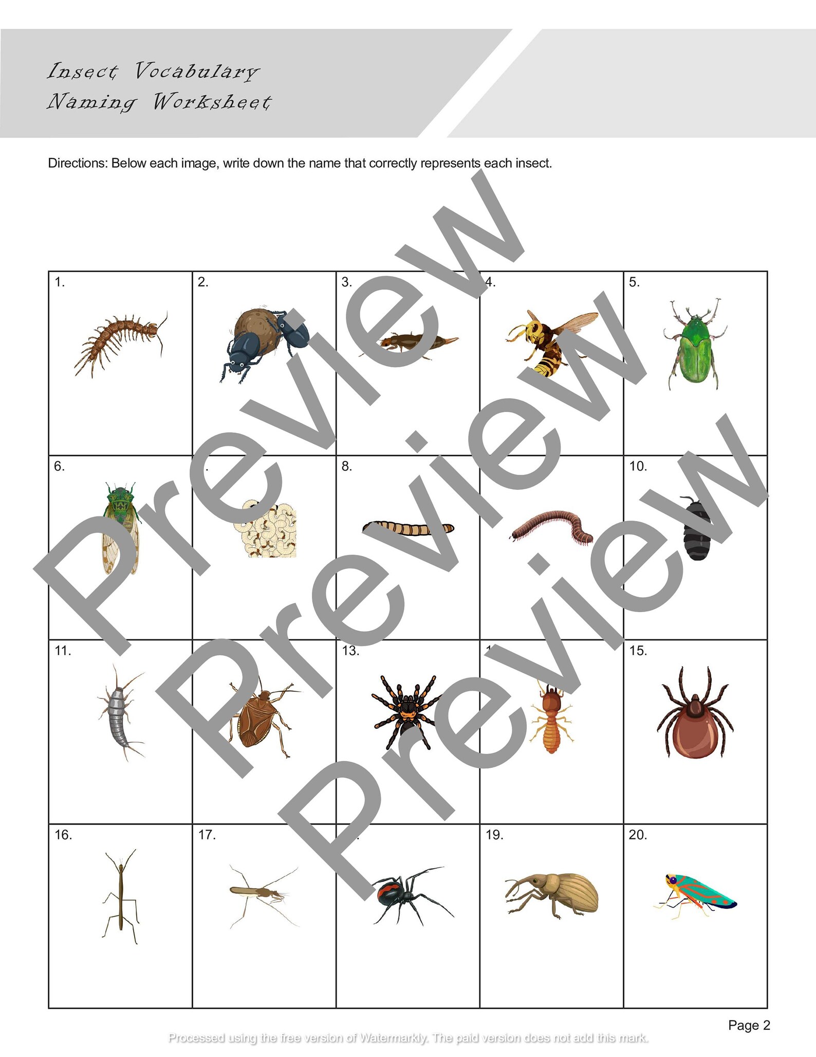 Insect Vocabulary Naming Worksheet for English Learners and English ...