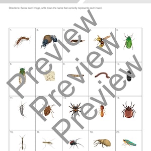Insect Vocabulary Naming Worksheet for English Learners and English ...