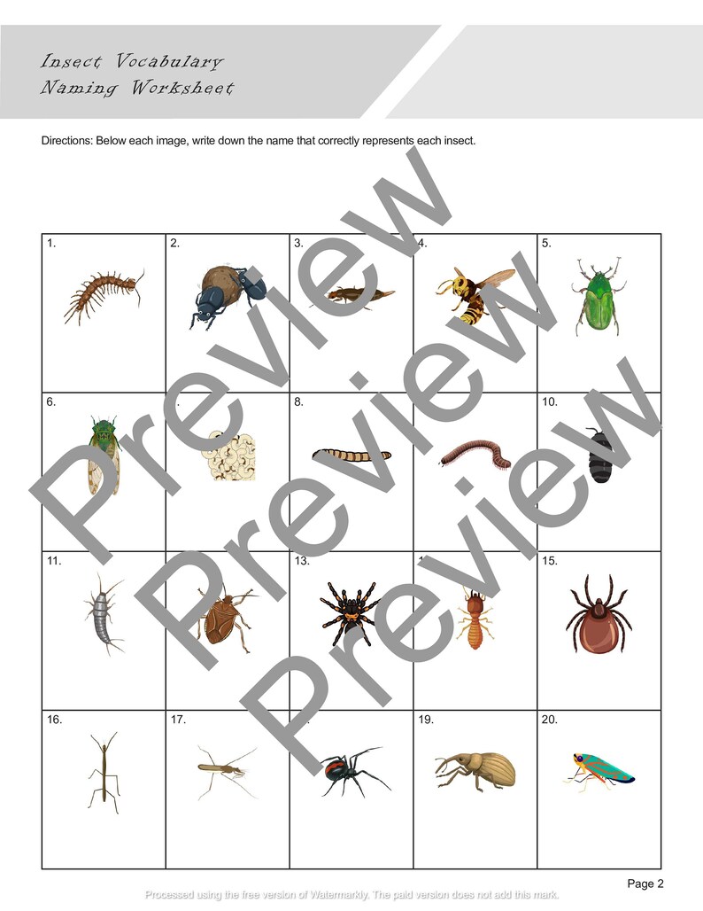 Insect Vocabulary Naming Worksheet for English Learners and English ...
