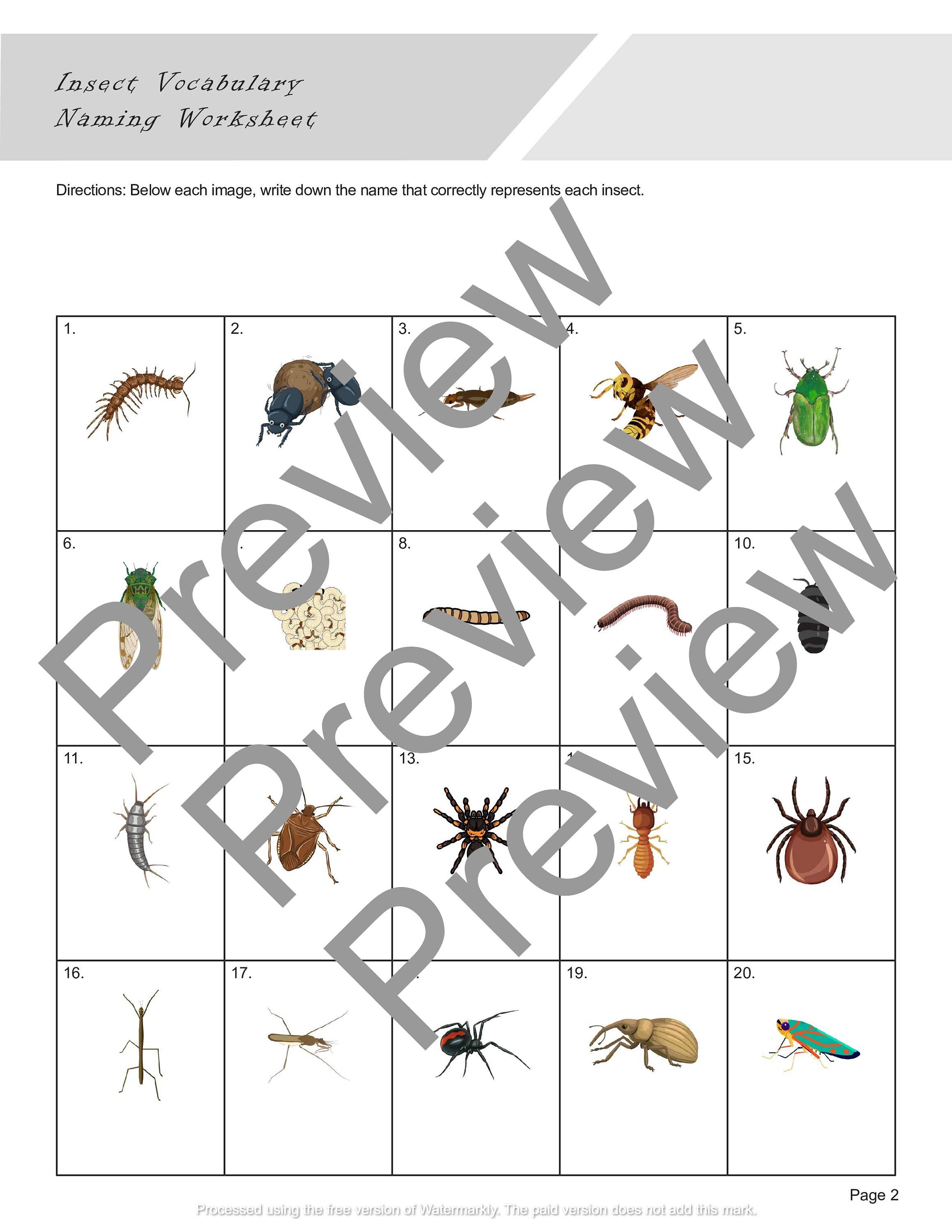 Insect Vocabulary Naming Worksheet for English Learners and English ...