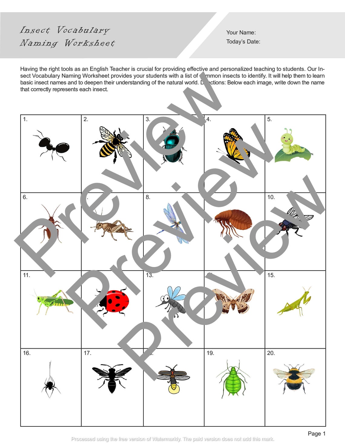 Insect Vocabulary Naming Worksheet for English Learners and English ...