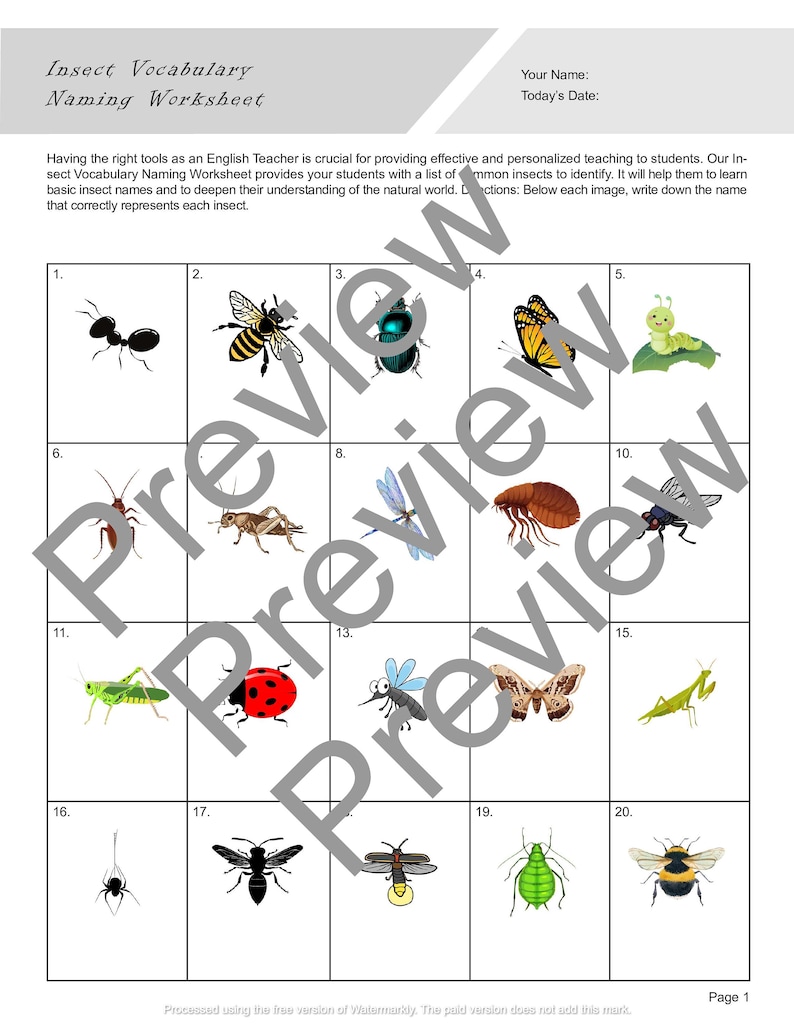 Insect Vocabulary Naming Worksheet for English Learners and English ...