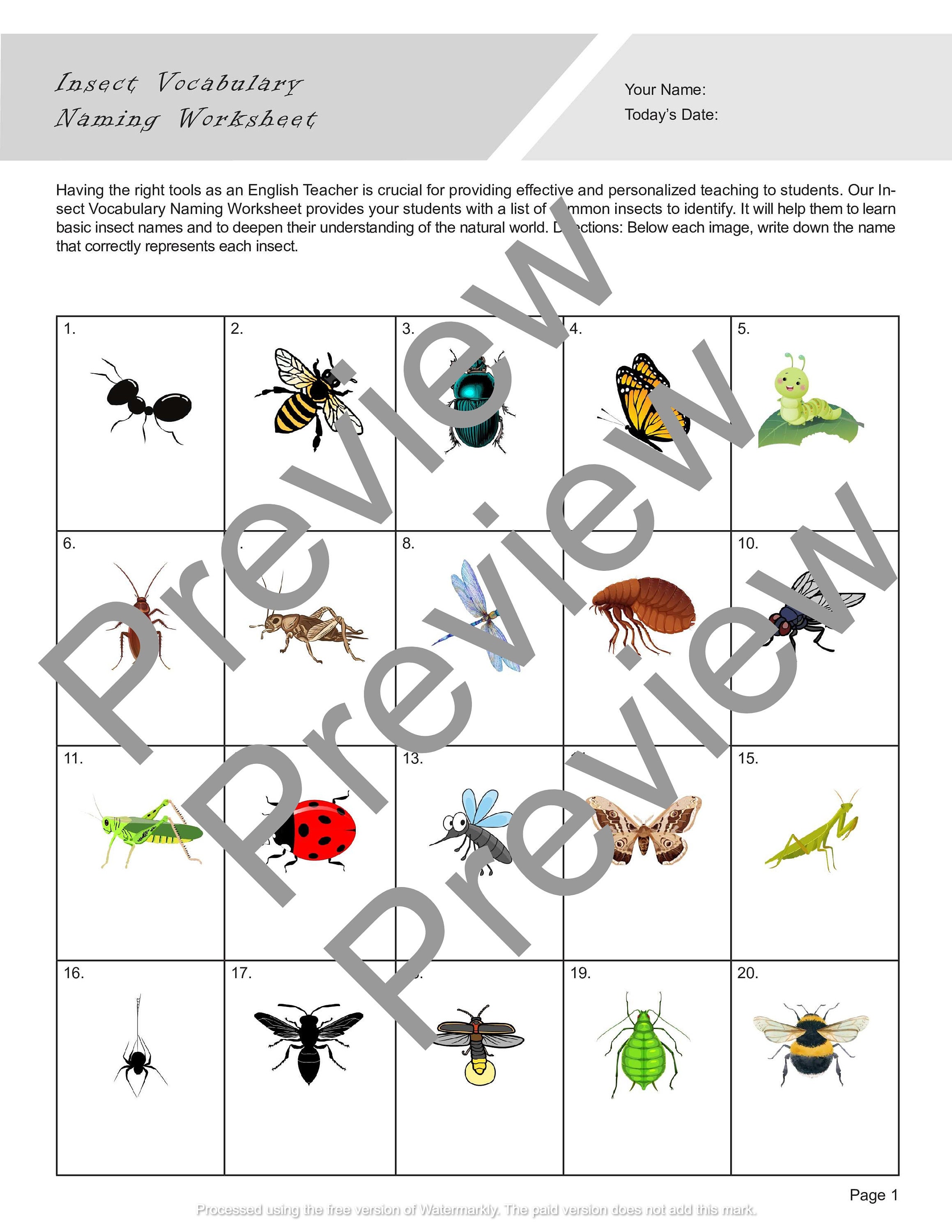 Insect Vocabulary Naming Worksheet for English Learners and English ...