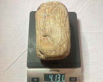 Montana Agatized Petrified Wood Tumbled Polished From the Yellowstone ...