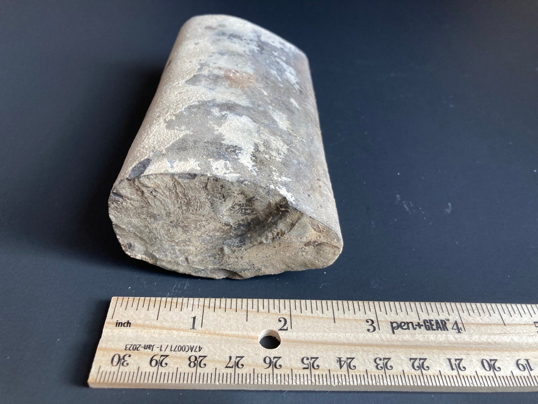 Large Baculite Fossil - Etsy