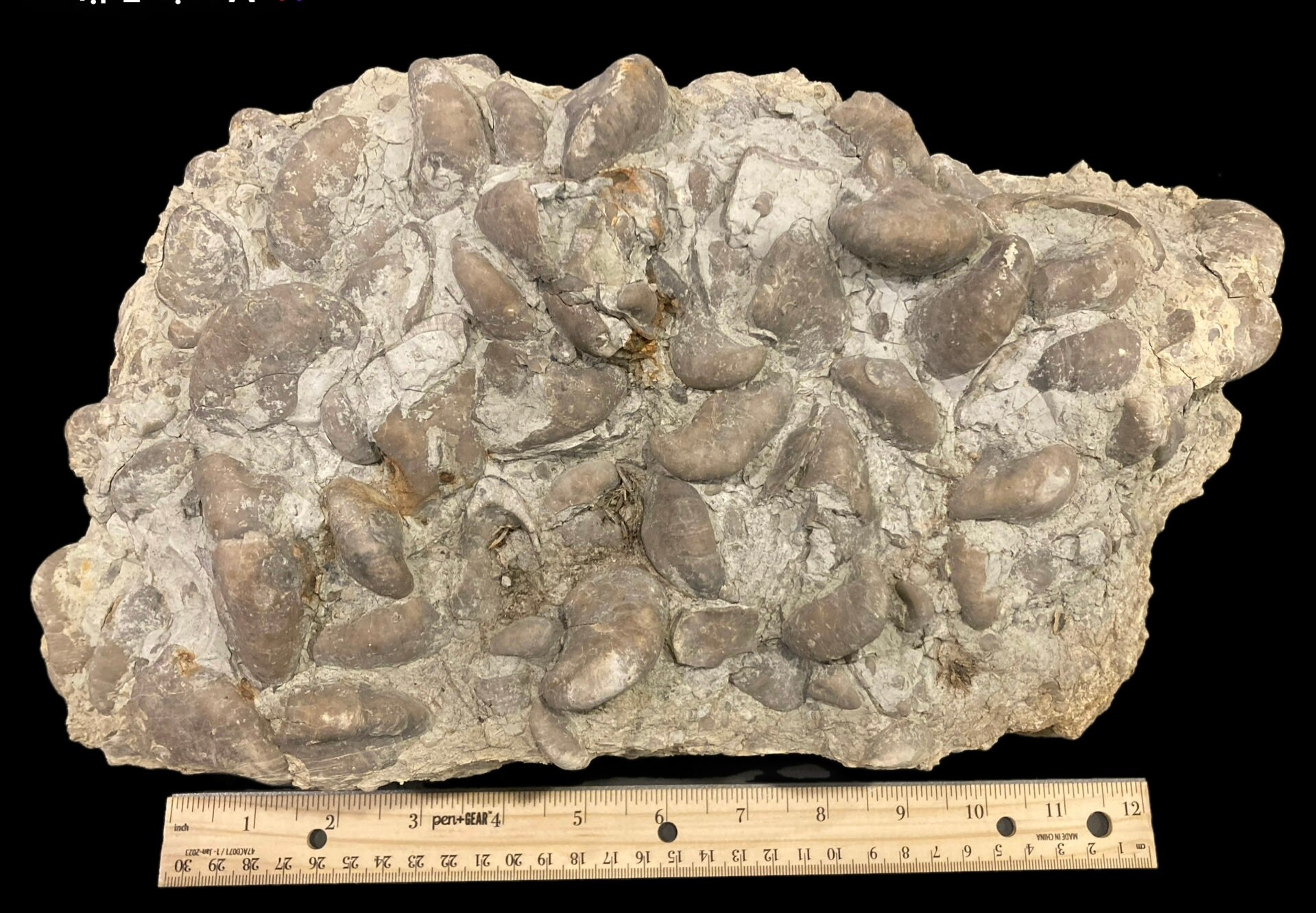 Devils Toenail Fossils - Etsy