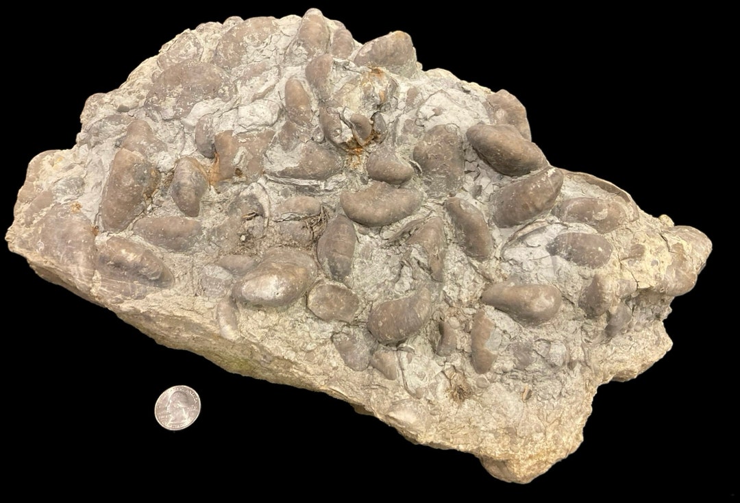 Devils Toenail Fossils - Etsy