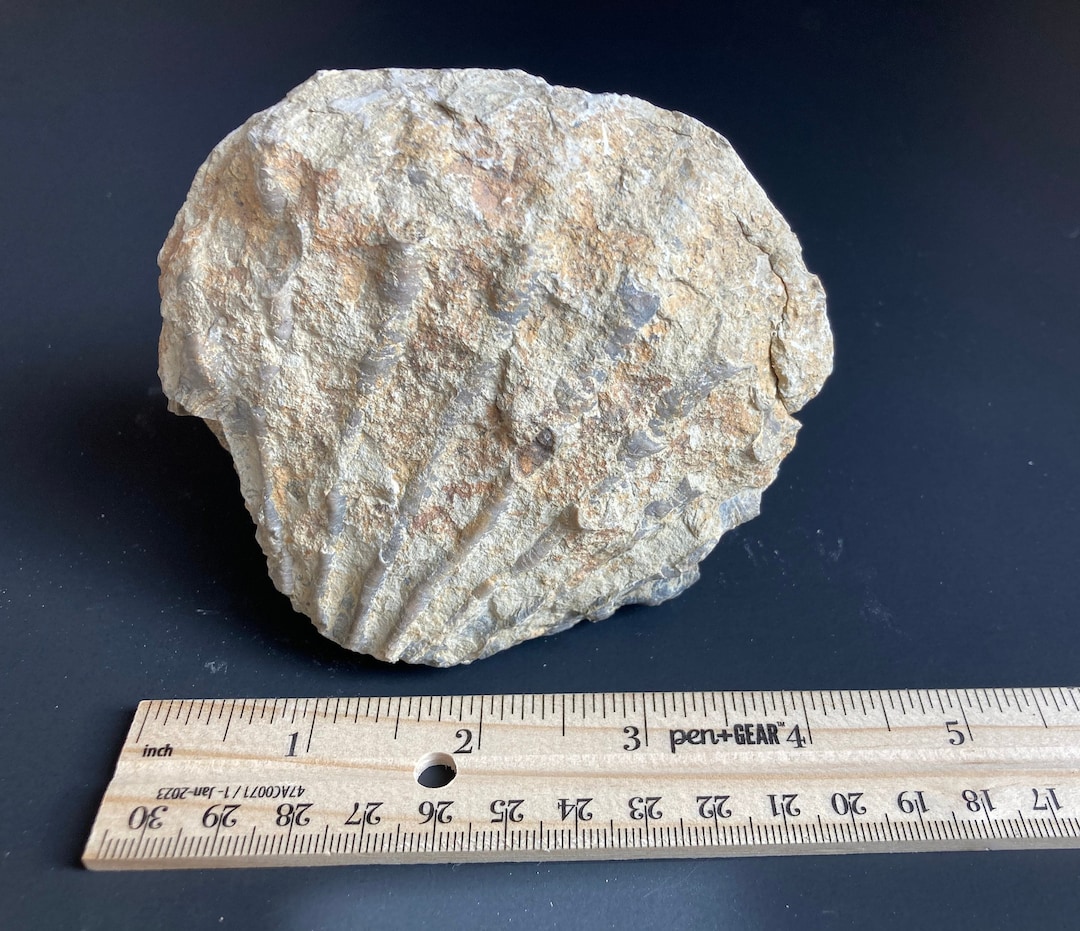 Giant Clam Fossil - Etsy