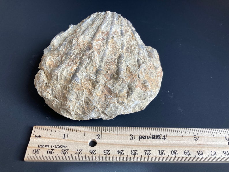 Giant Clam Fossil - Etsy