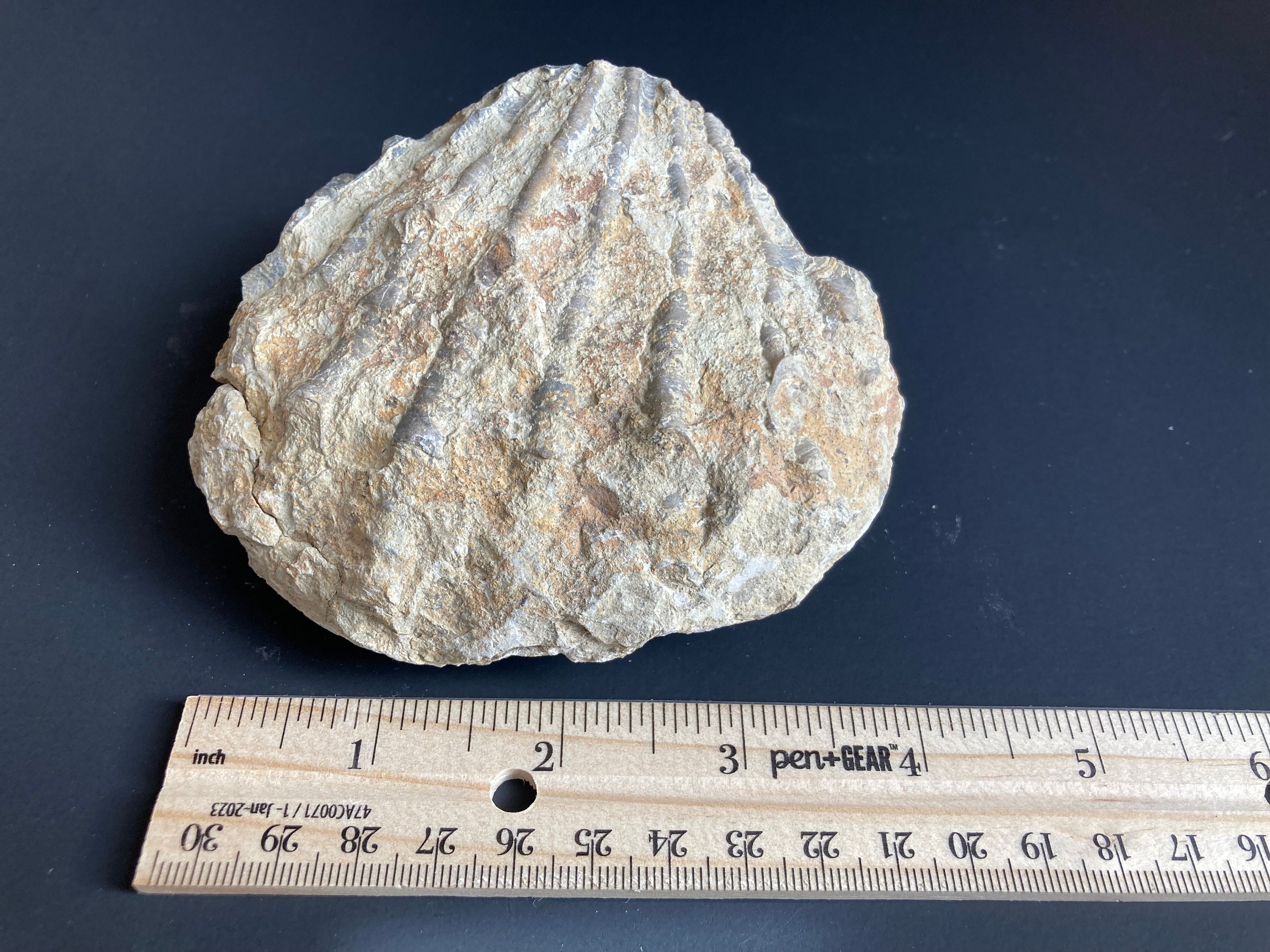 Giant Clam Fossil - Etsy