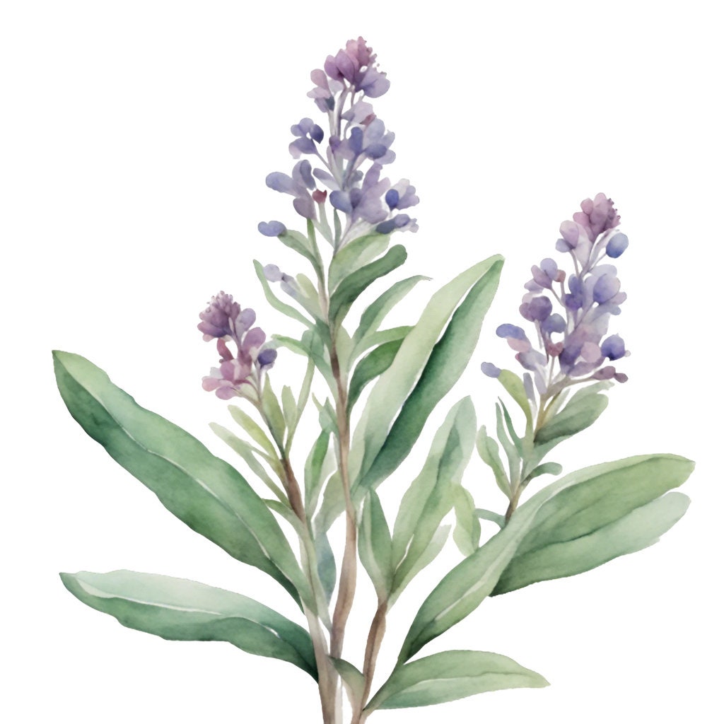 Watercolor Herbs and Plants 27 PNG Clipart Digital Images Transparent ...