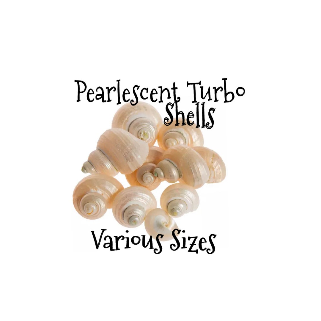 Pearlescent Turbo Shells - Etsy