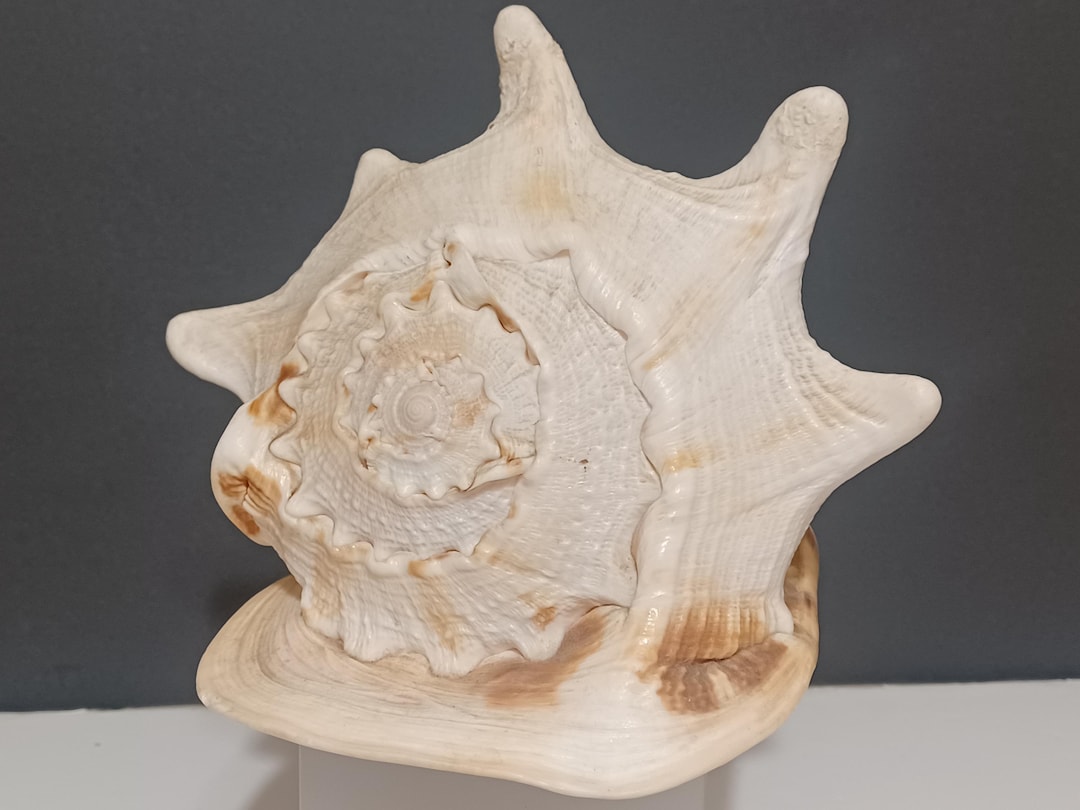 Large ,horned Helmet Conch Shell, Sea Snail, Horned - Like Spikes - Etsy