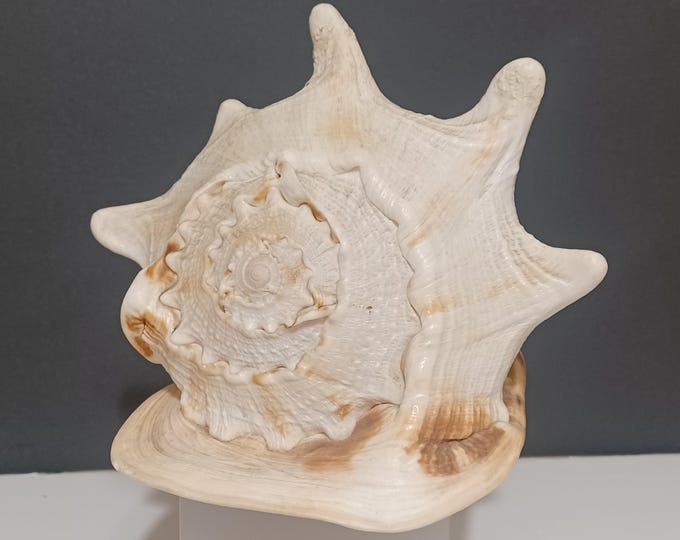 Large ,horned Helmet Conch Shell, Sea Snail, Horned - Like Spikes - Etsy