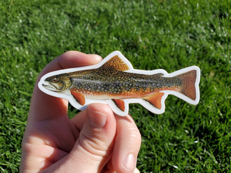 Brook Trout Sticker | Trout Fish | North American Fish | Fishing Gifts ...