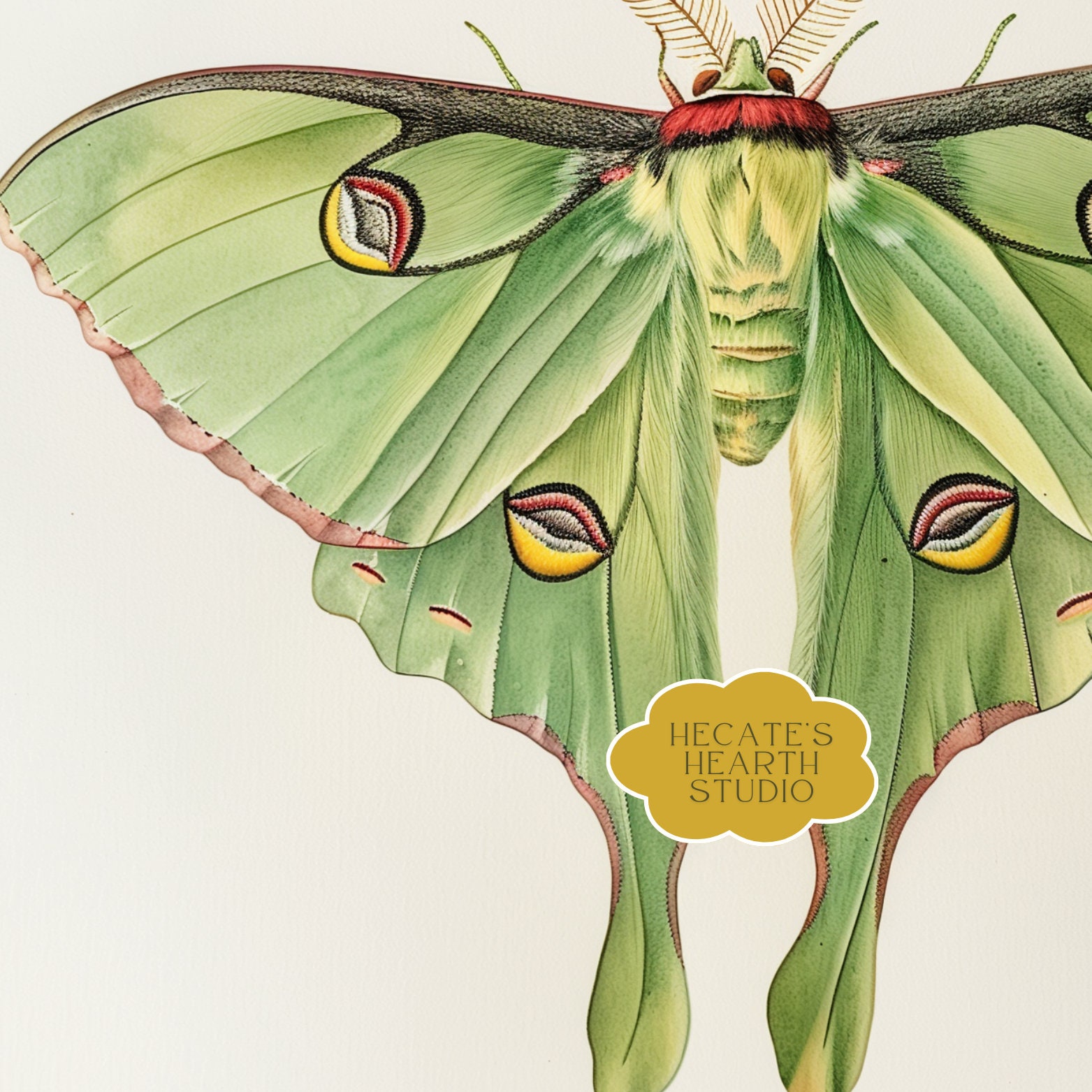 Luna Moth Watercolor Print PRINTABLE ART Entomology Print Witchy Gifts ...