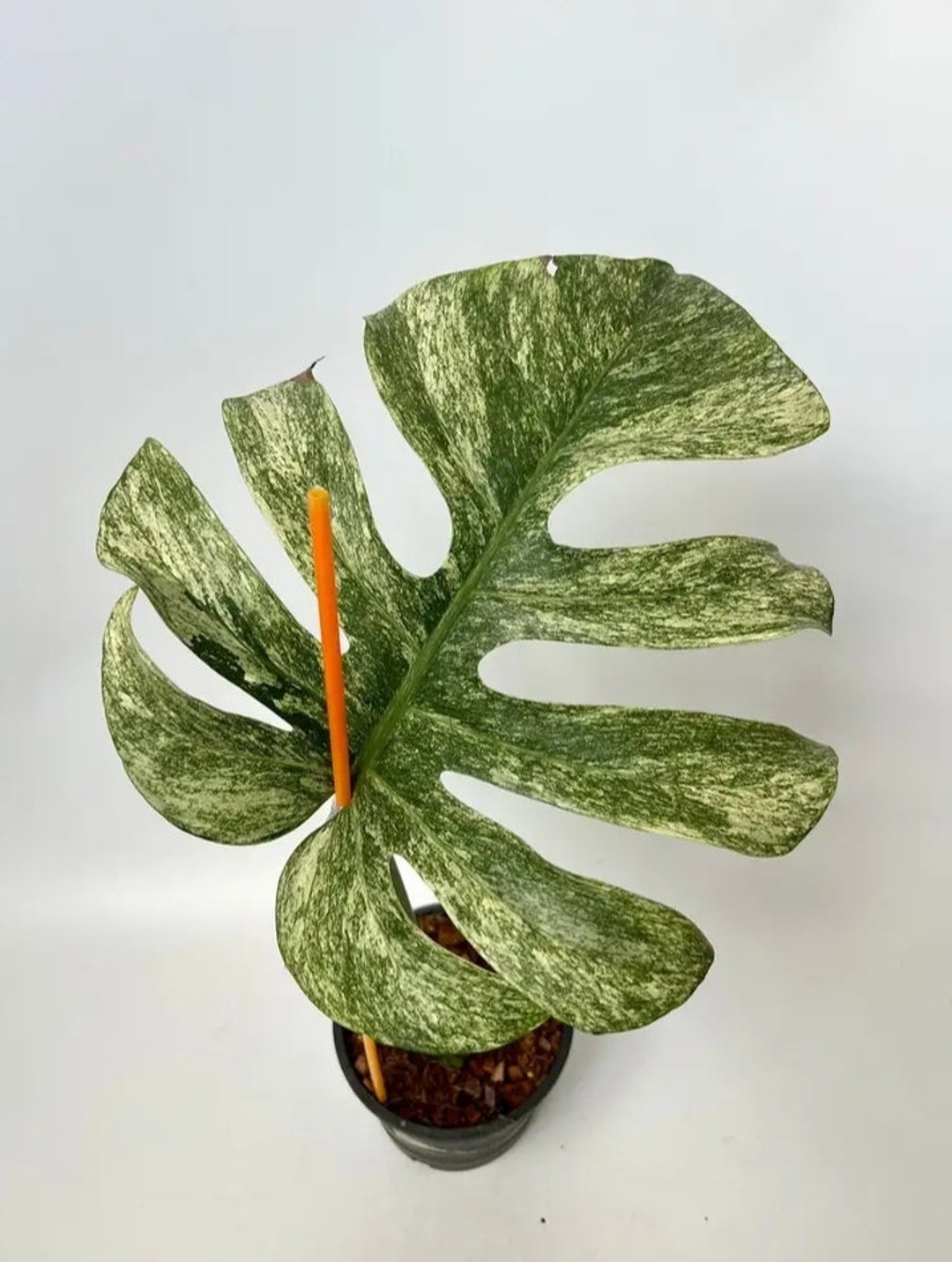 Monstera Mint Noid Full Mint Variegated - Etsy