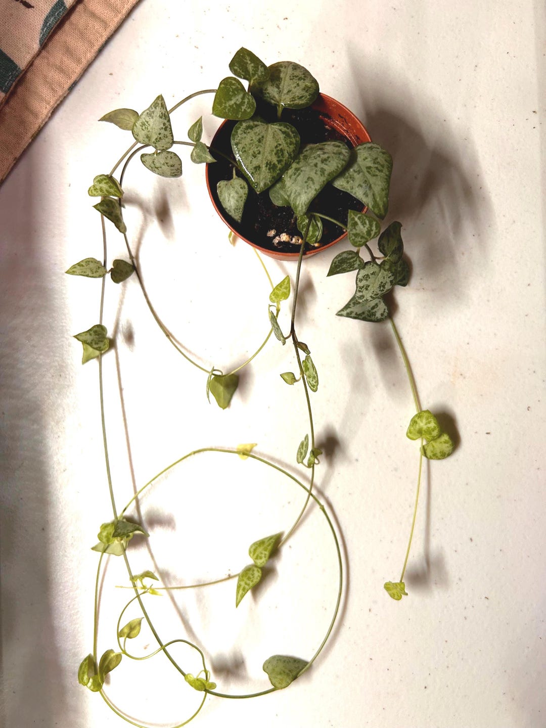 2” String of Arrows Plant - Etsy