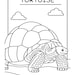 Galápagos Animals A–Z Coloring Pages | Printable PDF + Pngs | Kids ...
