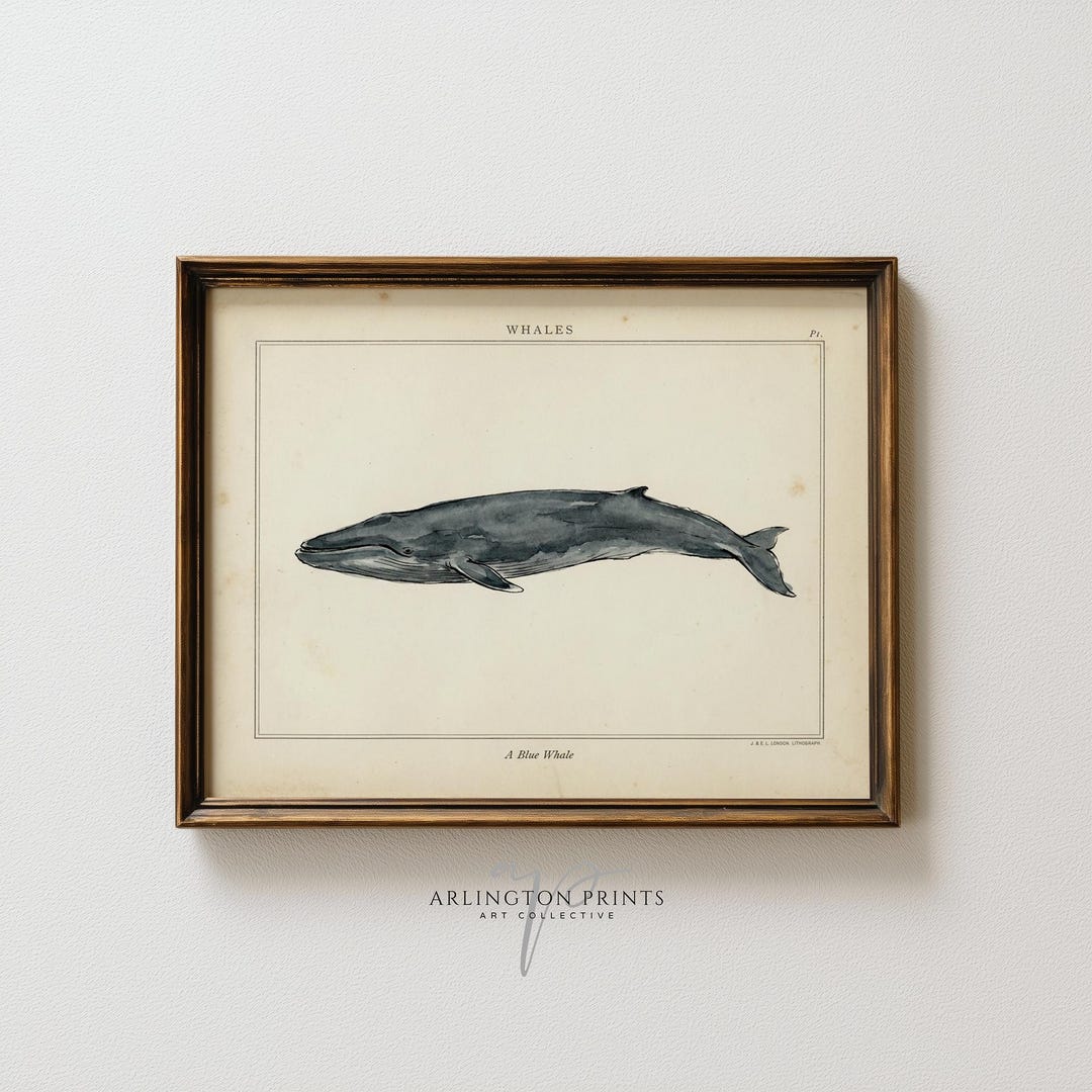 Antique Blue Whale Natural History Print, Vintage Nautical Ocean Wall ...