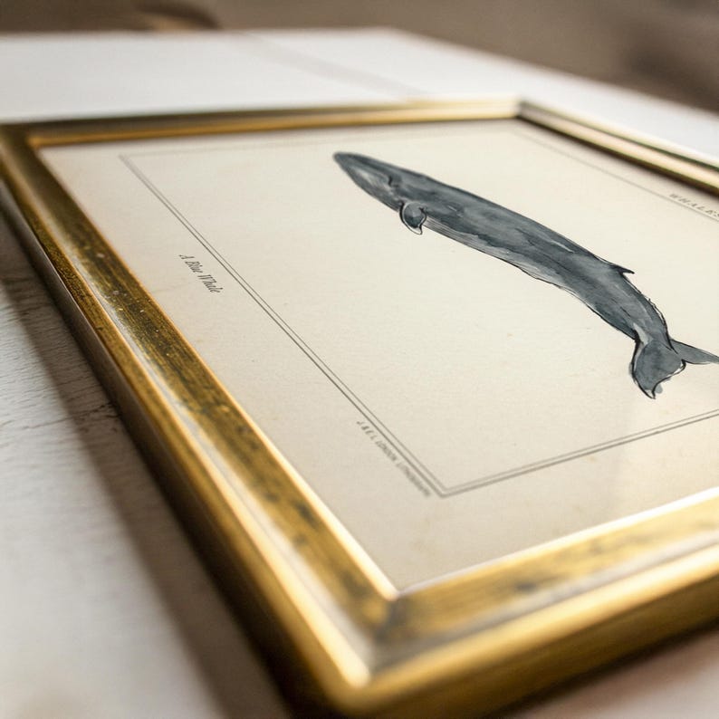 Antique Blue Whale Natural History Print, Vintage Nautical Ocean Wall ...