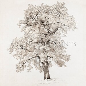Tree Sketch Art Print, Farmhouse Style Home Decor, Vintage Oak Tree Art ...