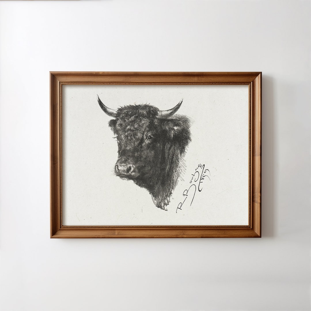 Vintage Cow Drawing, Antique Art, Farmhouse Print, Cow Illustration ...