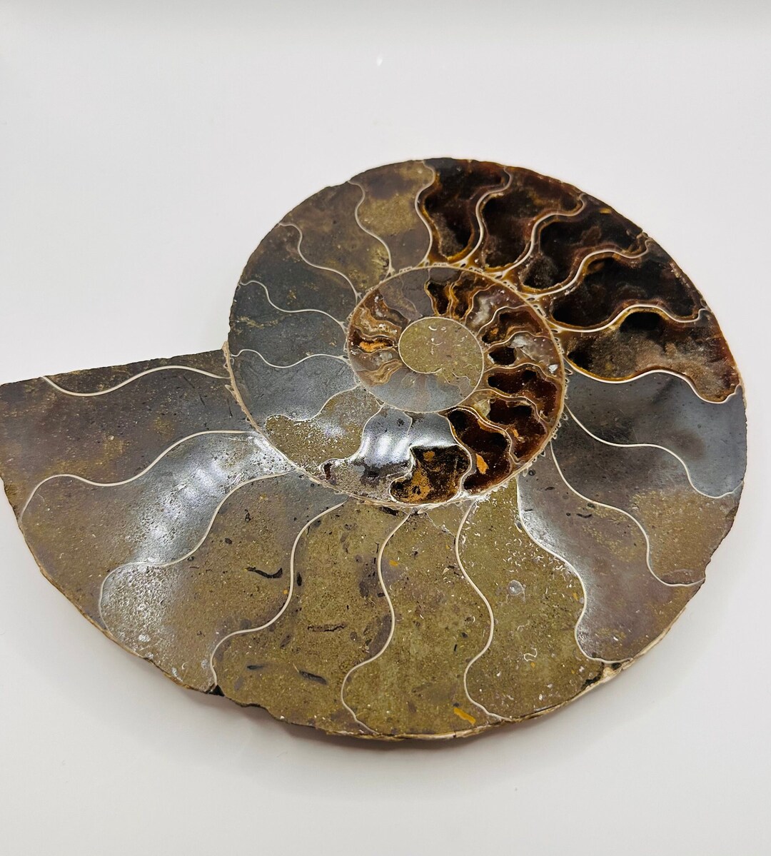 Ammonite Shell With Super Sparkly Druzy Crystals and Black Stand ...