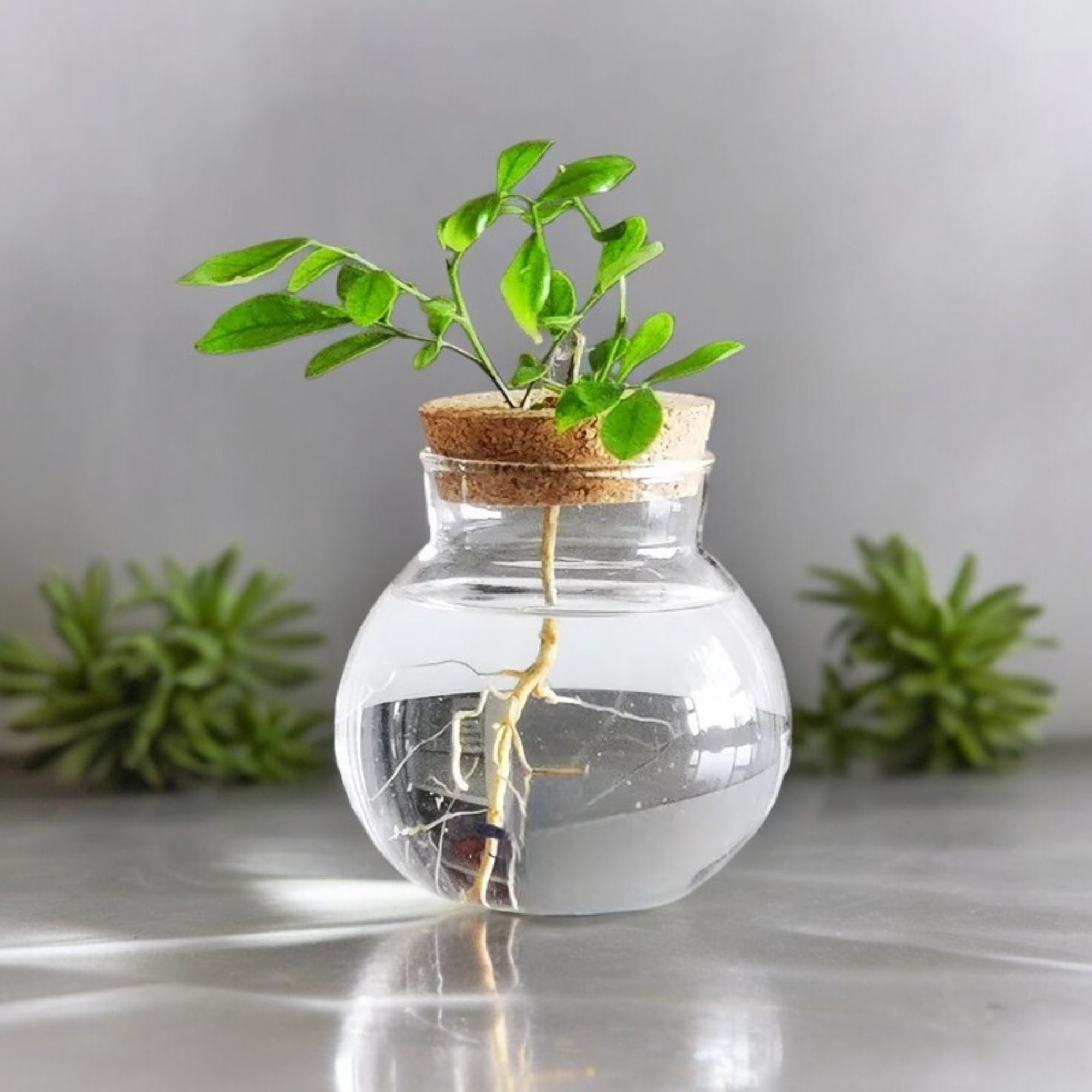 Hydroponic Pot in Glass, Indoor Plant Stand, Hydroponic Farming, Home ...