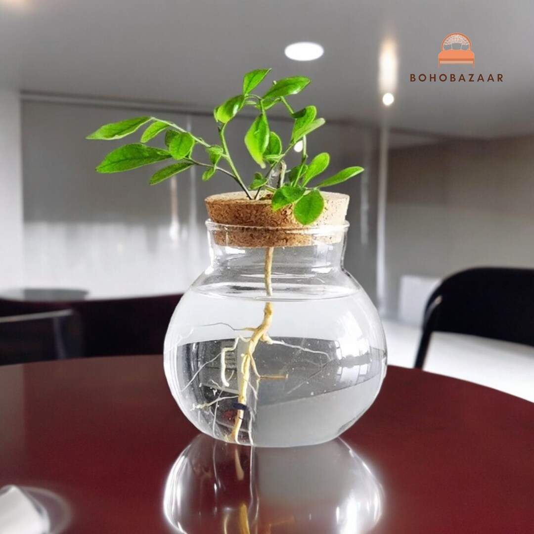 Hydroponic Pot in Glass, Indoor Plant Stand, Hydroponic Farming, Home ...