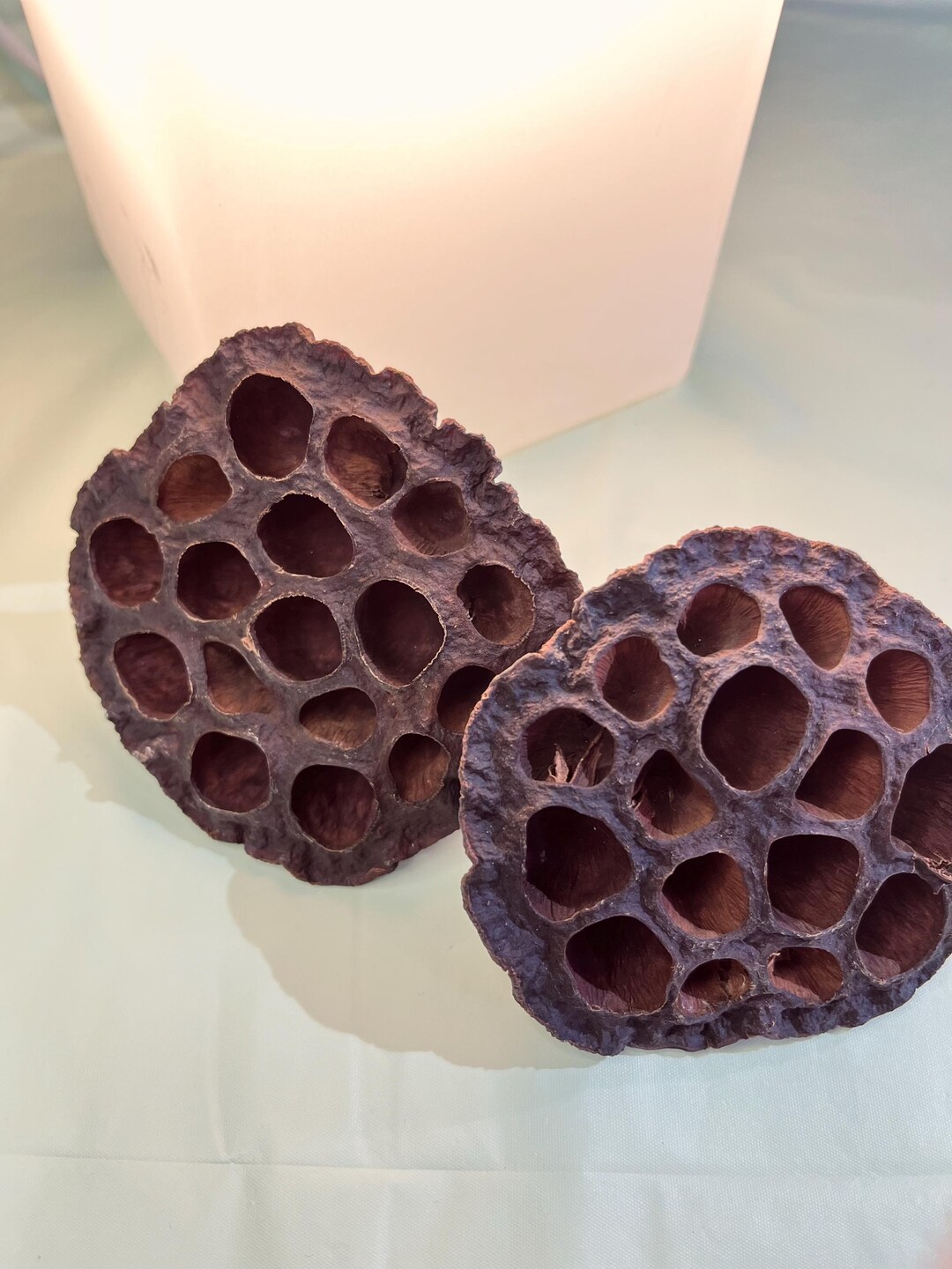 Large Lotus Pod: Natural Aquarium Botanical Decor - Etsy