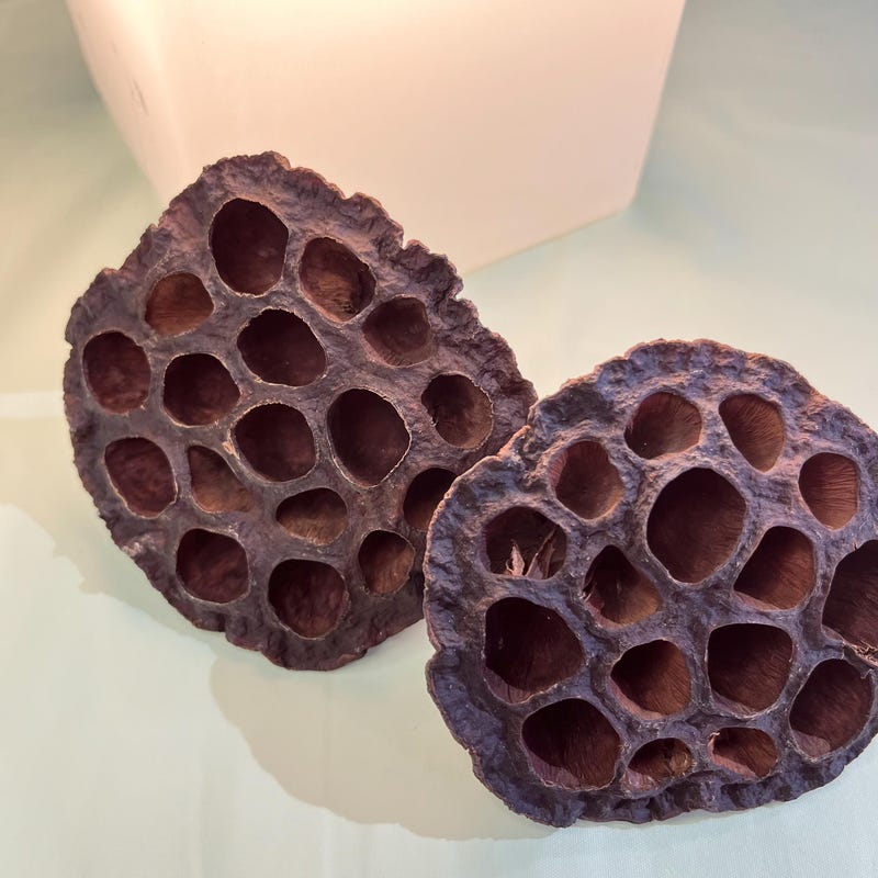 Lotus Pods - Etsy