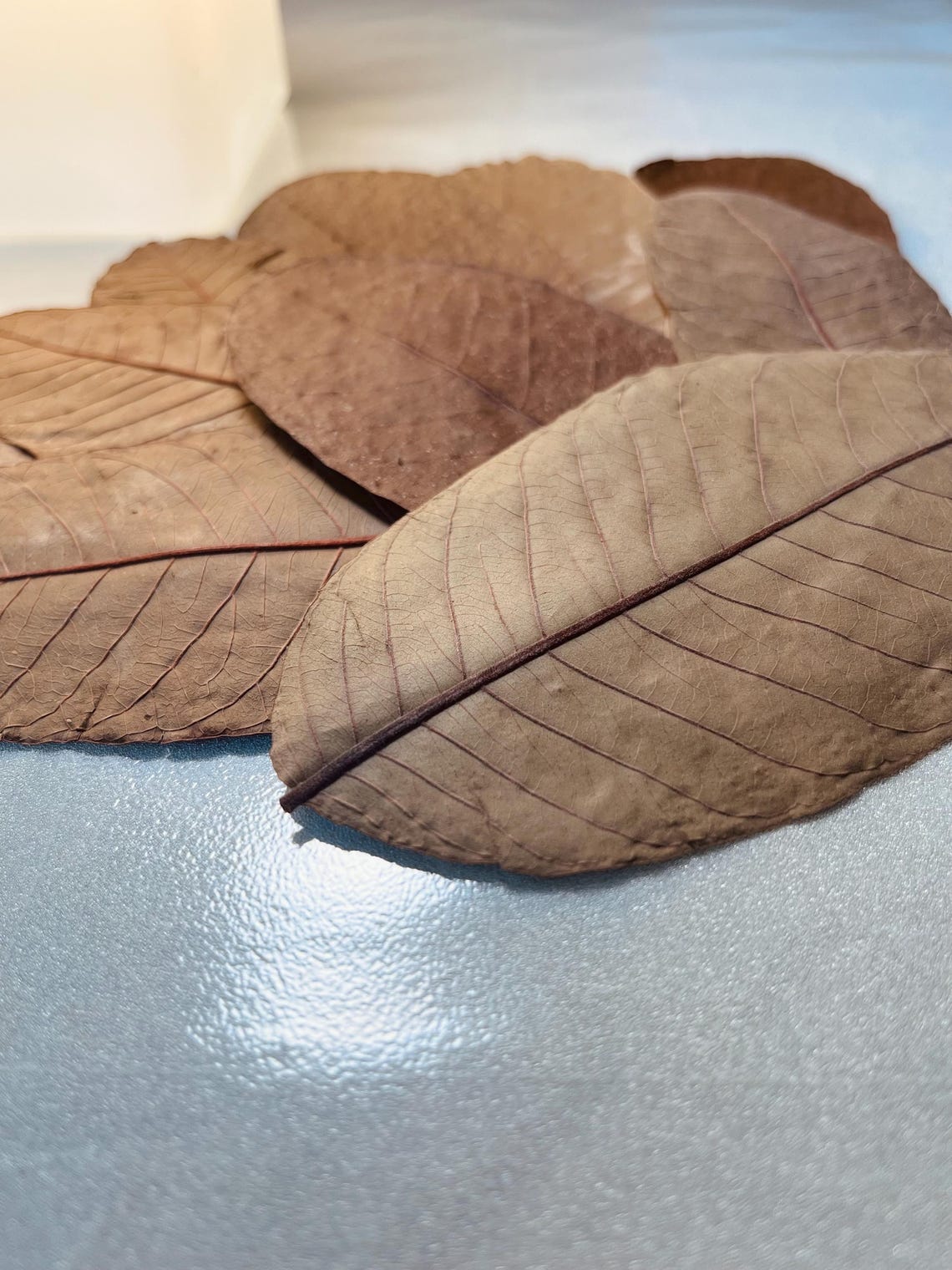 10 Guava Leaf - Natural Aquarium Safe Botanical for Betta Fish, Shrimp ...