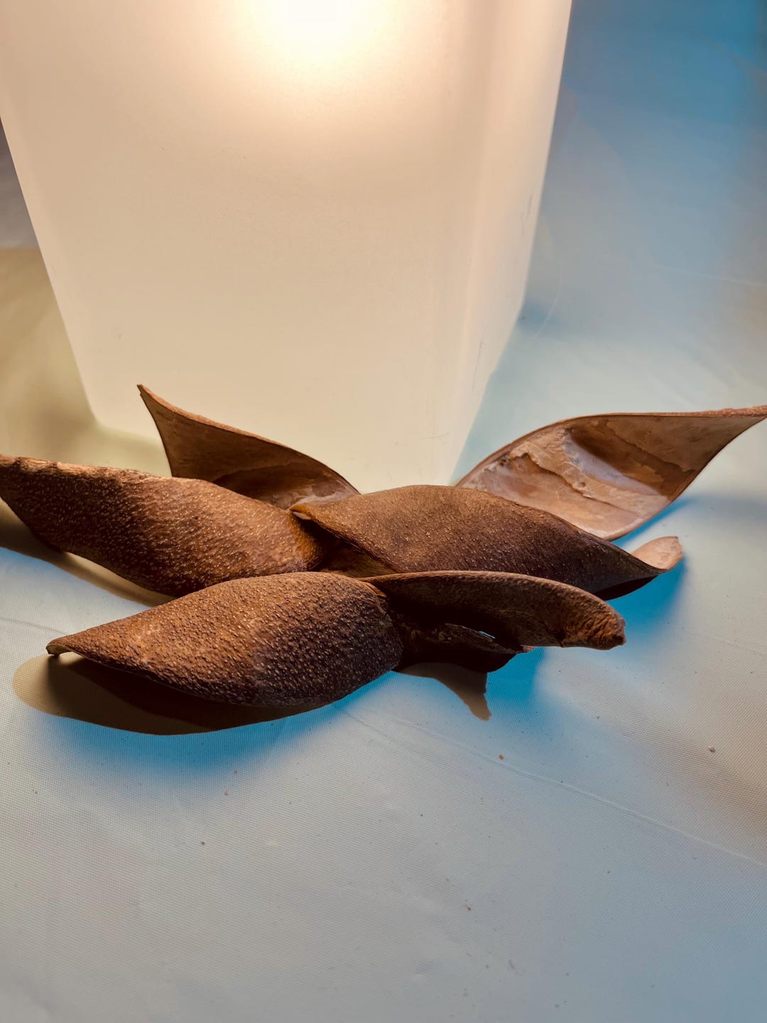 5 Curve Pod - Natural Aquarium Safe Botanical - Etsy