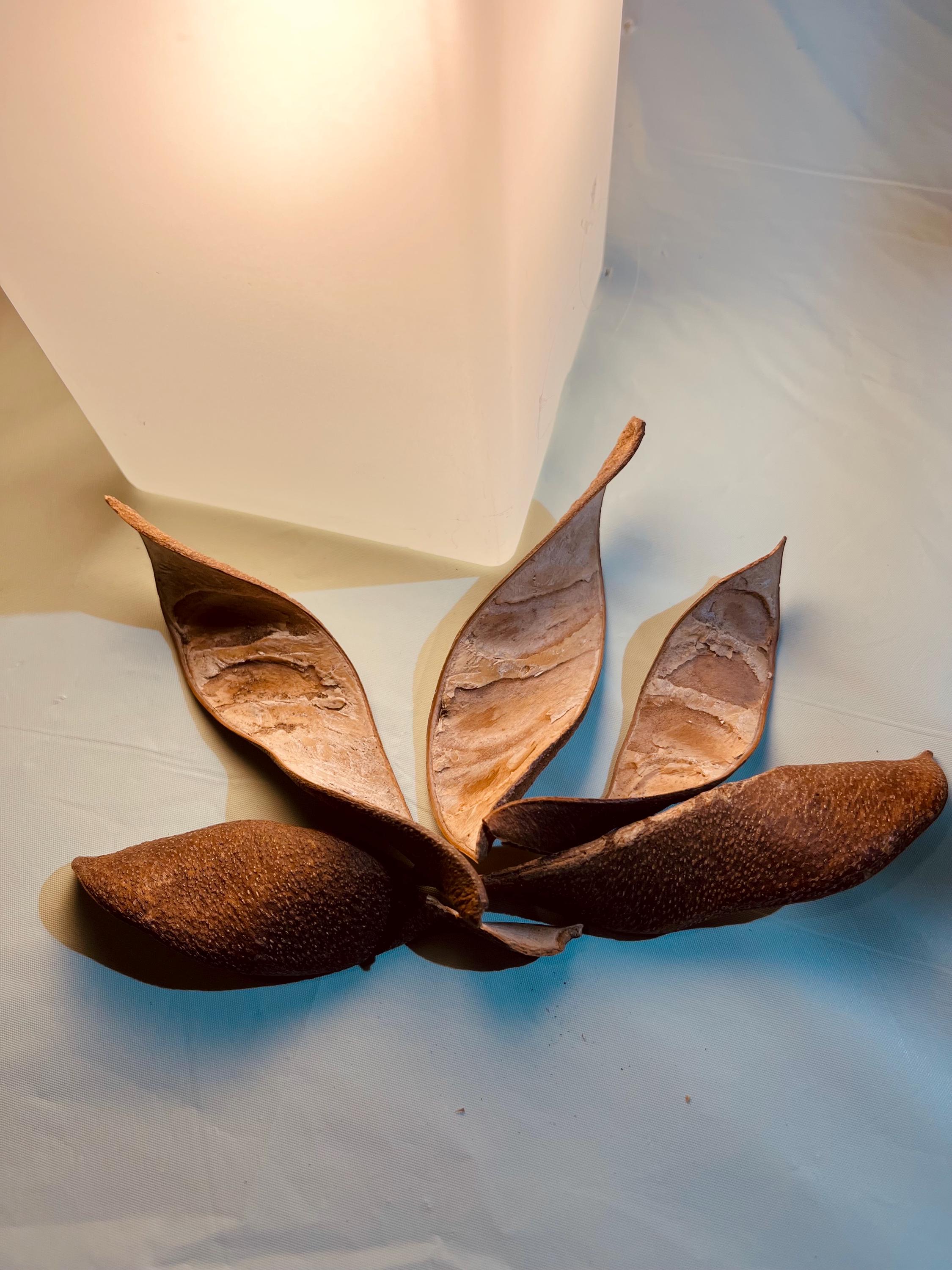 5 Curve Pod - Natural Aquarium Safe Botanical - Etsy