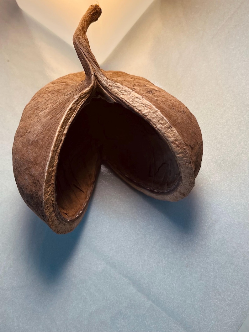 Buddha Nut Pod - Extra Large Botanical for Aquarium, Terrarium ...